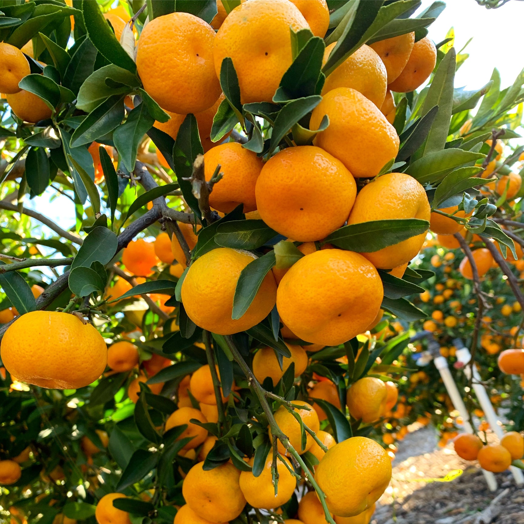 The Mandarin Man
